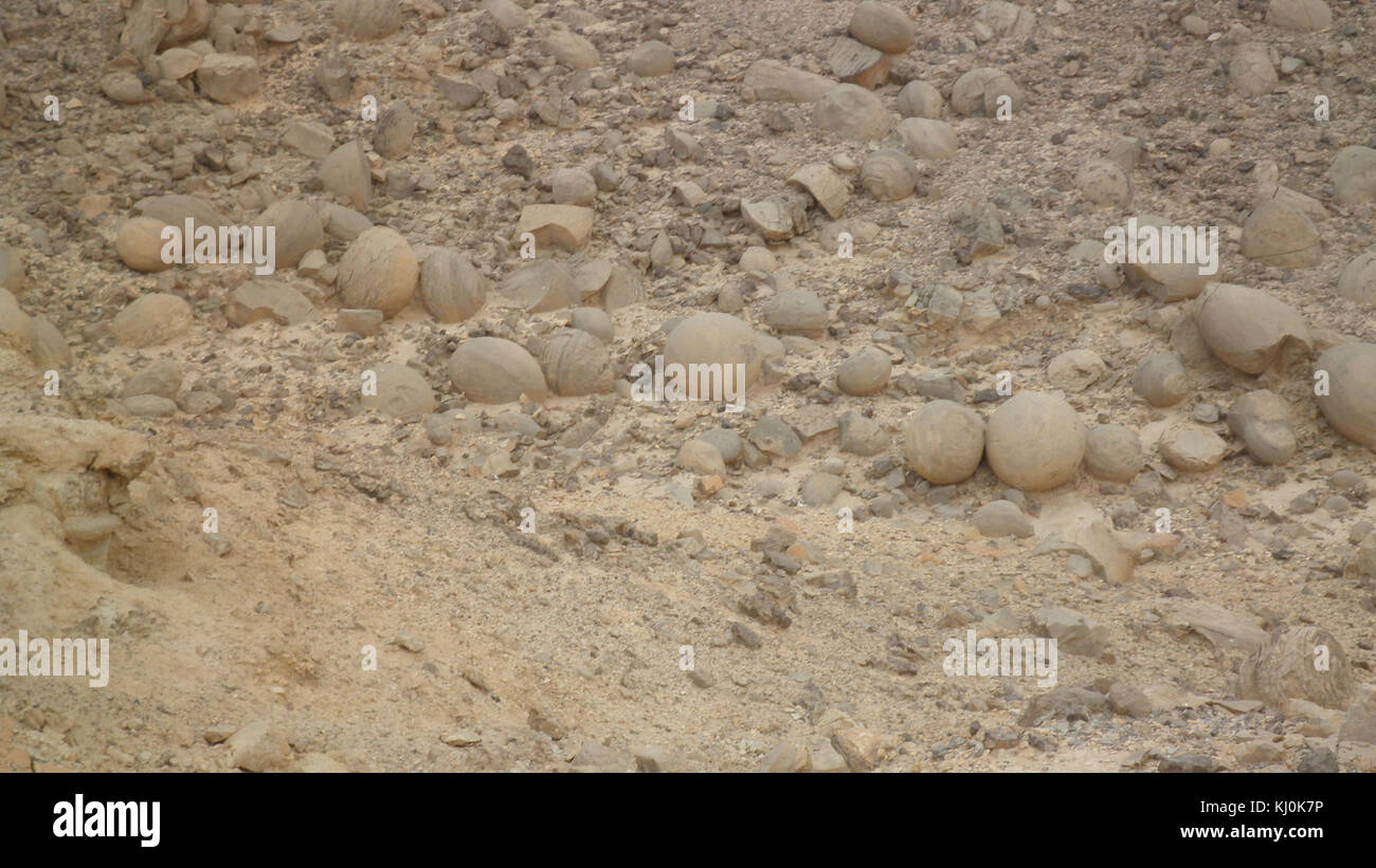 Israel 37779 Bulbuses in Yahel Stock Photo - Alamy