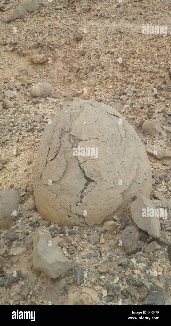 An image of bulbous plants in Yahel, Israel, possibly depicting a ...