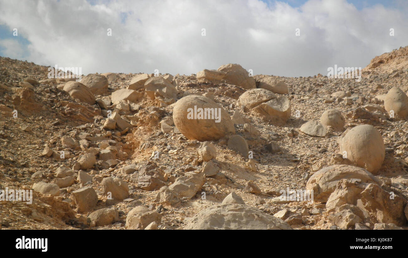 Israel 37784 Bulbuses in Yahel Stock Photo - Alamy