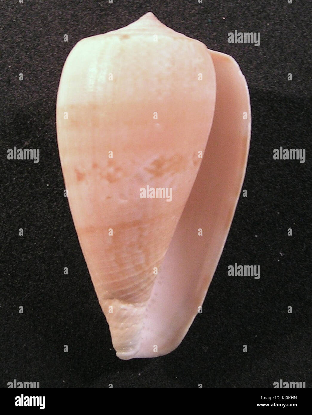 Cone snail habitat hi-res stock photography and images - Alamy