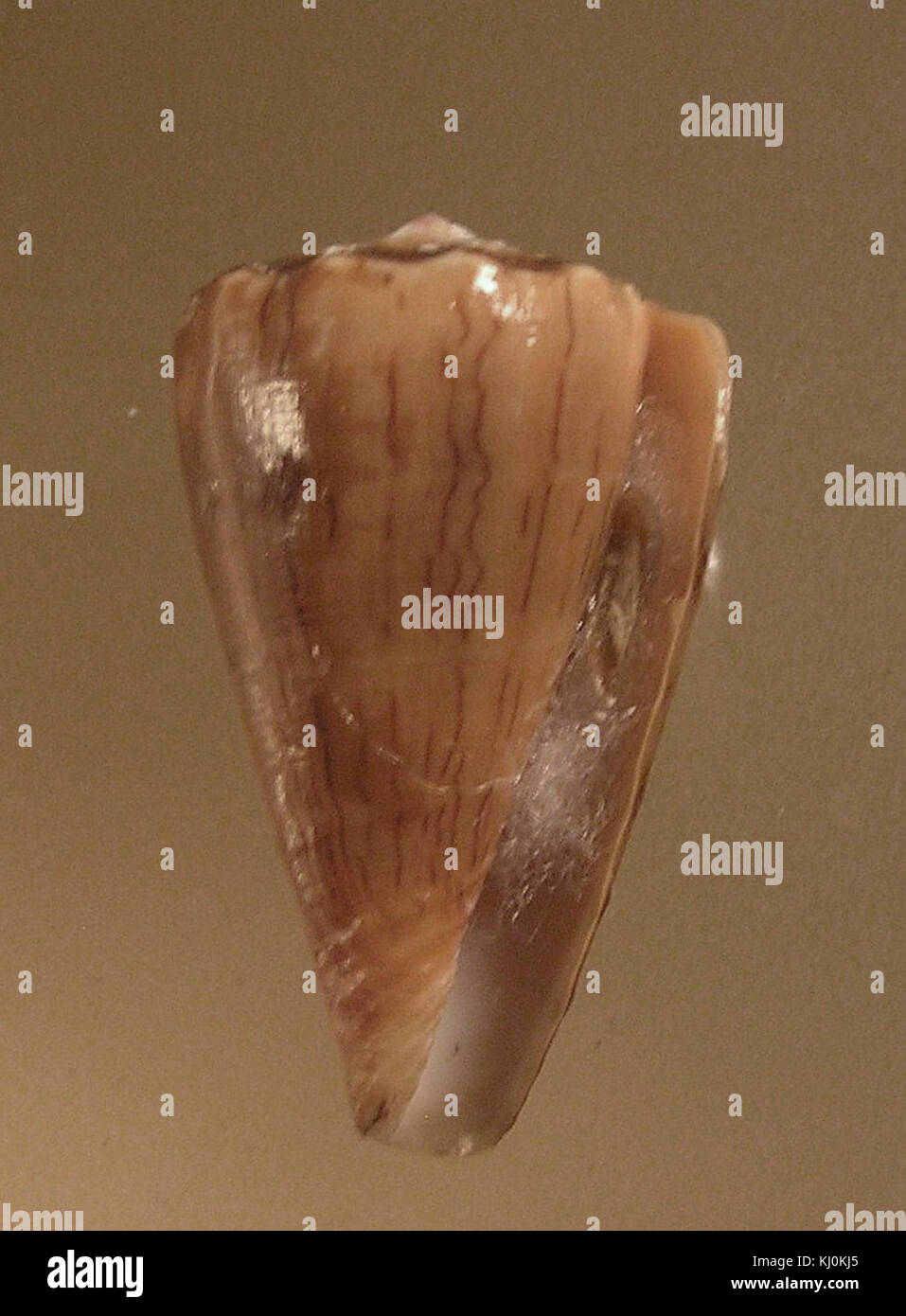 Conus princeps hi-res stock photography and images - Alamy