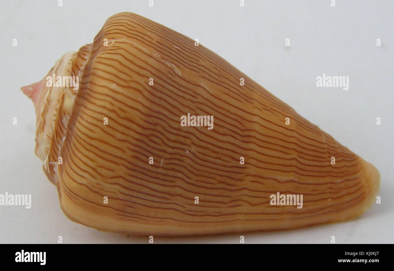 Conus princeps hi-res stock photography and images - Alamy