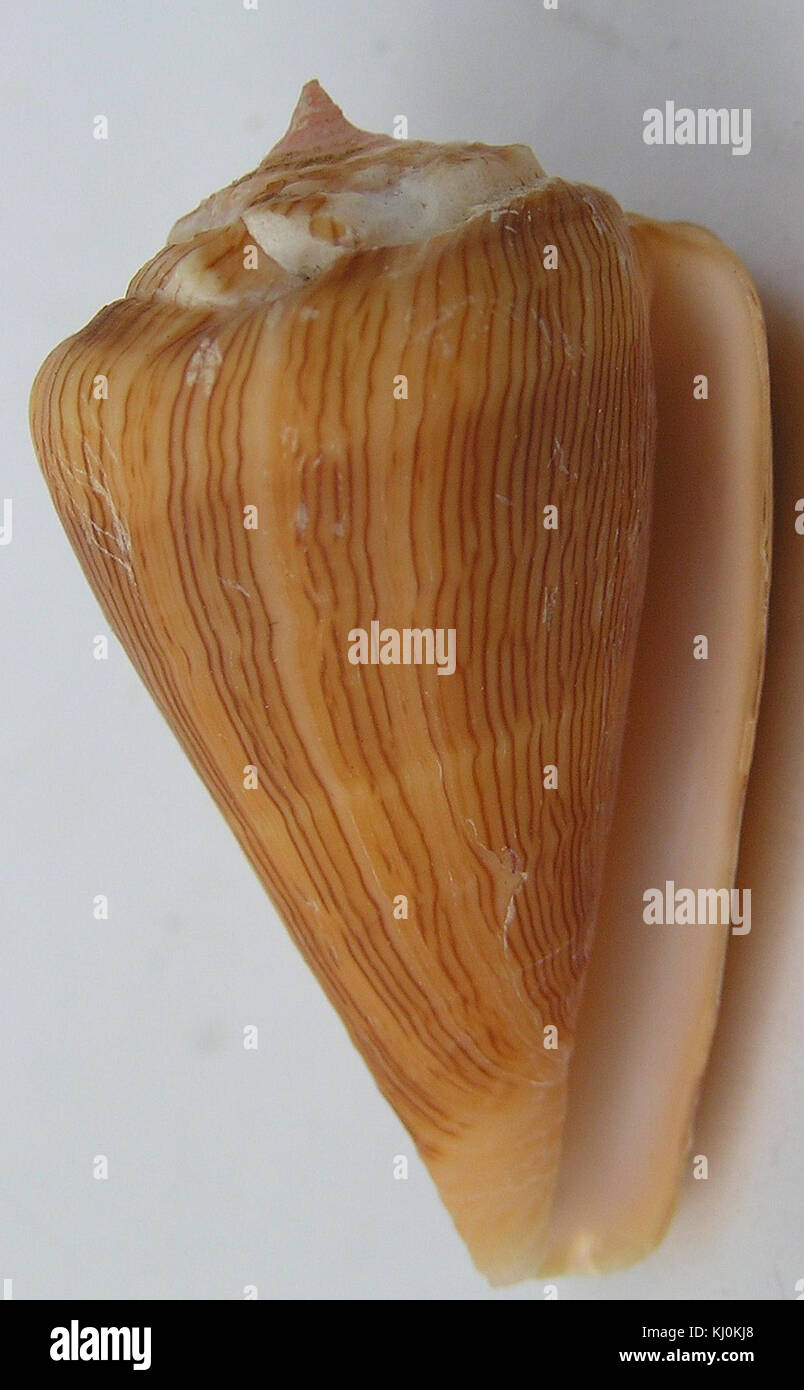 Conus princeps hi-res stock photography and images - Alamy