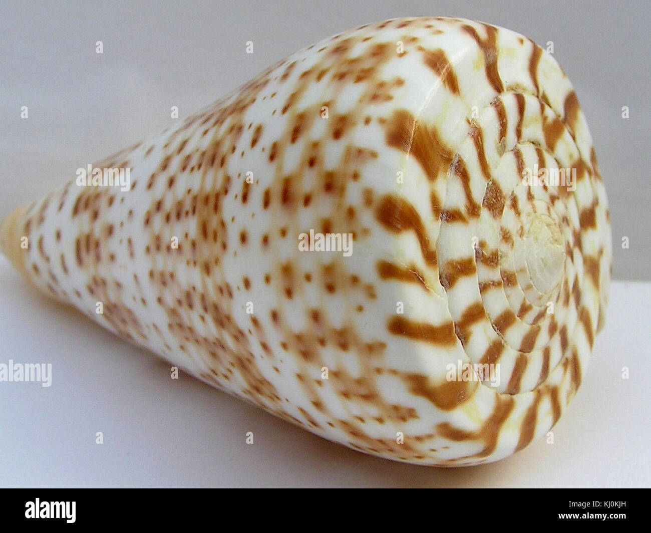 Conus pulcher 001 Stock Photo - Alamy