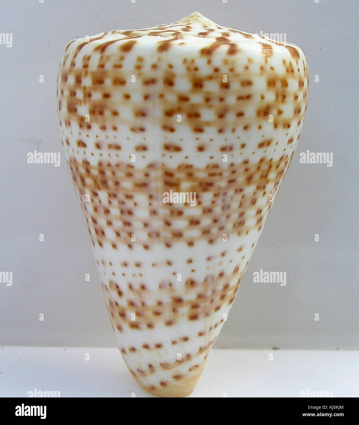 Conus pulcher 003 Stock Photo - Alamy
