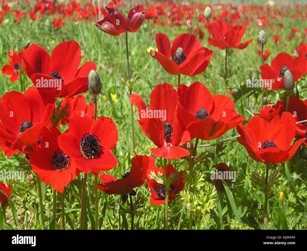 Poppies israel hi-res stock photography and images - Alamy