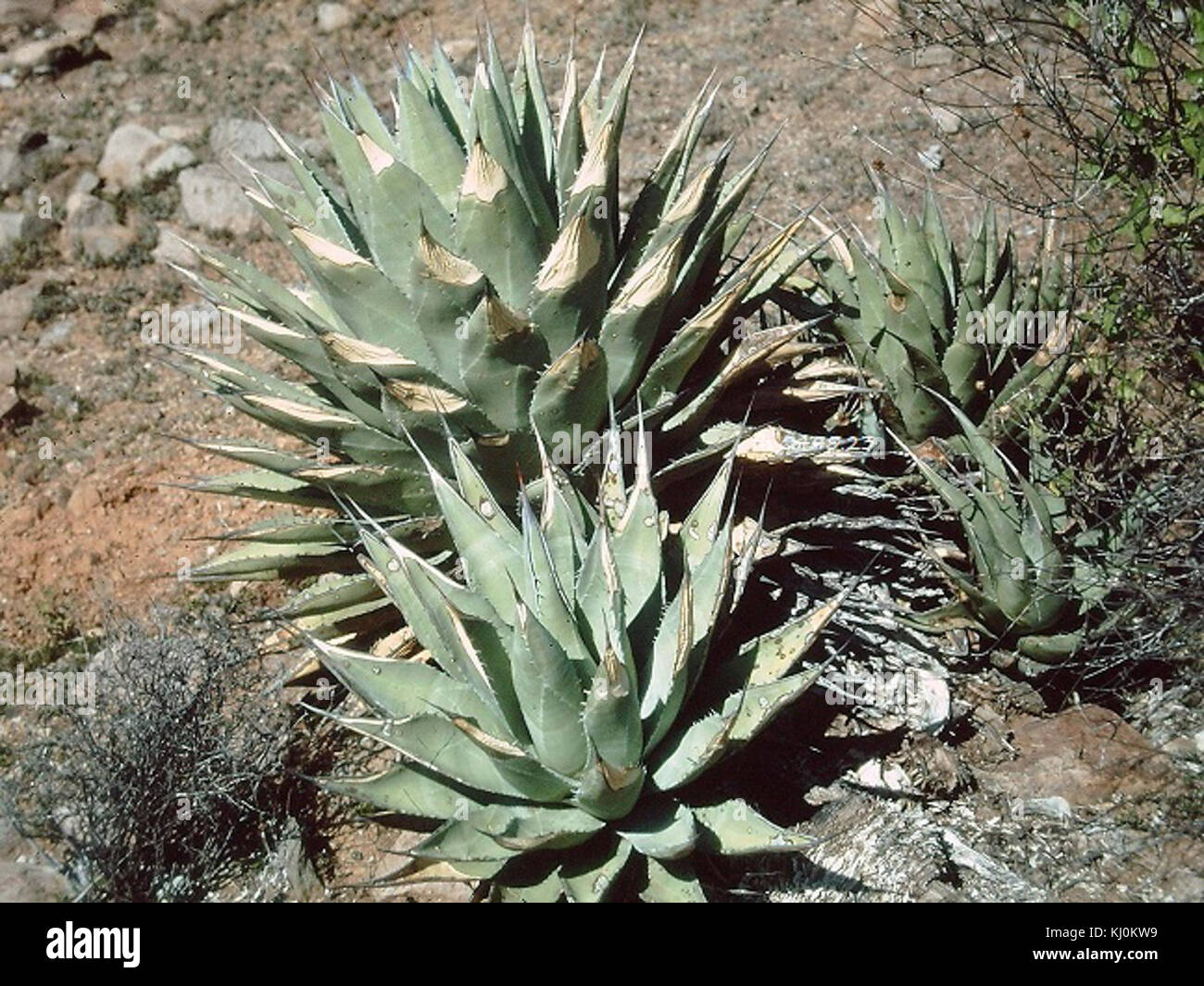 Agave shawii in San Vicente in Baja Kaifornien Stock Photo - Alamy