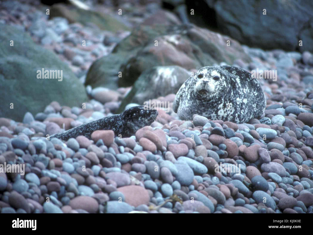 Harbor seal and pup on buldir island aleutians Stock Photo - Alamy