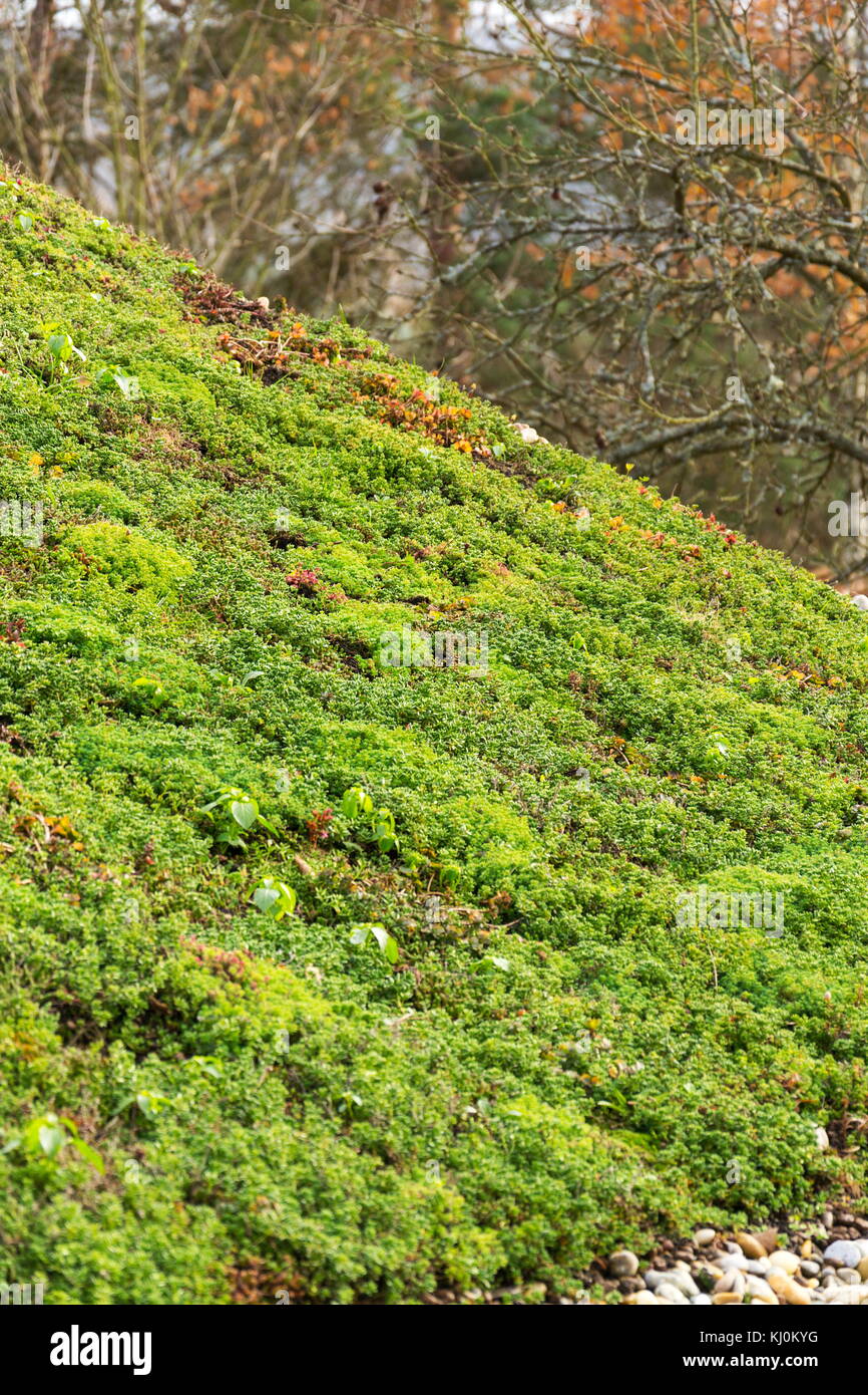 Detail of extensive green living roof covered with vegetation Stock ...