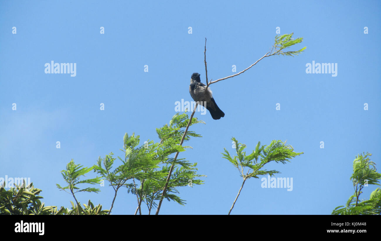 Israel 21156 Crow on a tree Stock Photo - Alamy