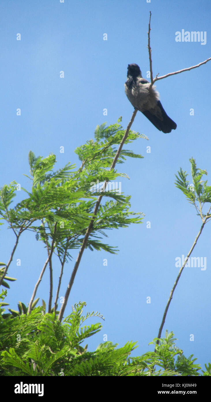 Crow and tree hi-res stock photography and images - Alamy