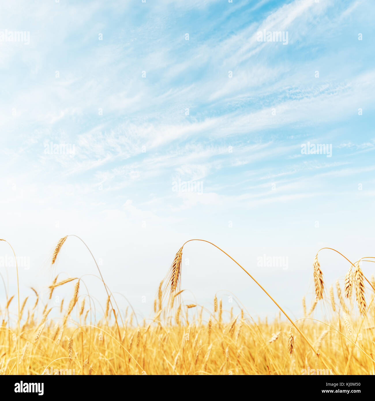 light blue sky with sun over harvest field Stock Photo - Alamy