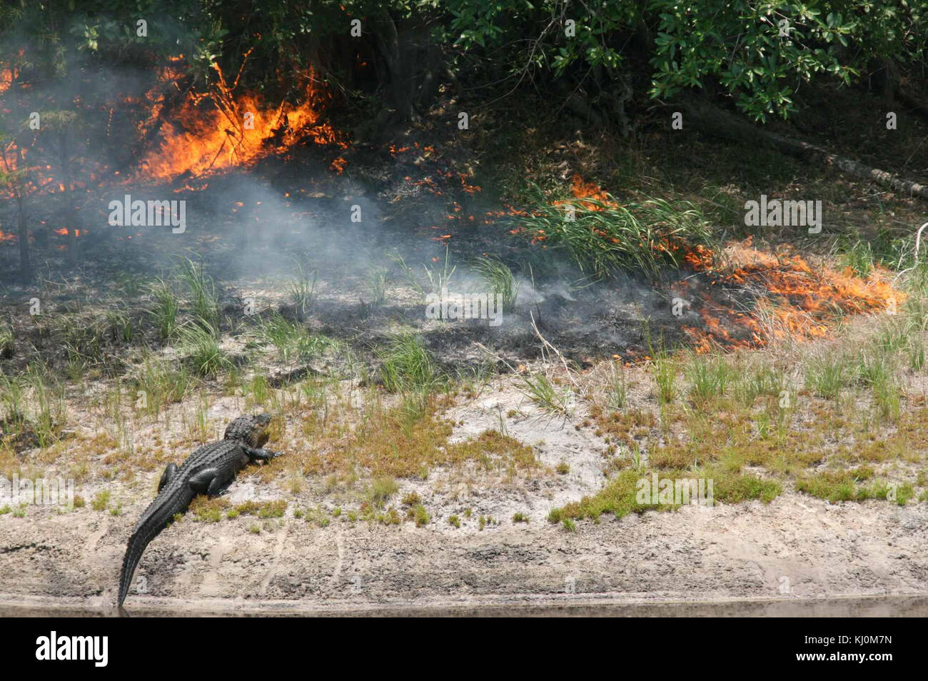 Alligator and fire Stock Photo - Alamy
