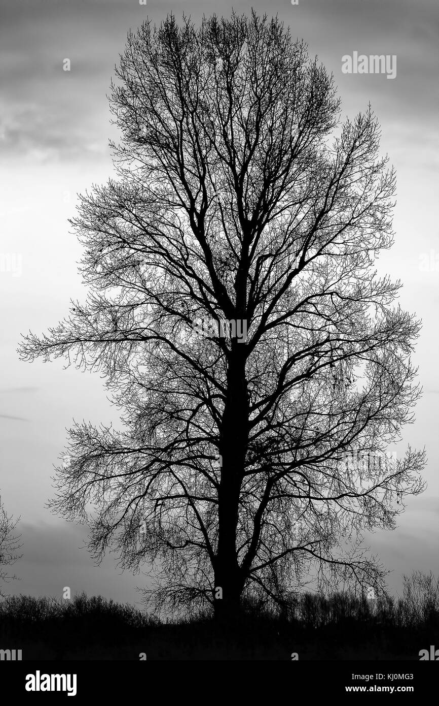 Silhouette of a tree without leaves Stock Photo - Alamy