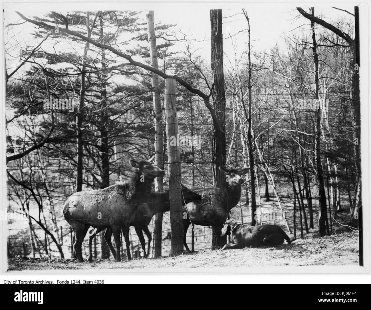 Early 1900s animals hi-res stock photography and images - Alamy