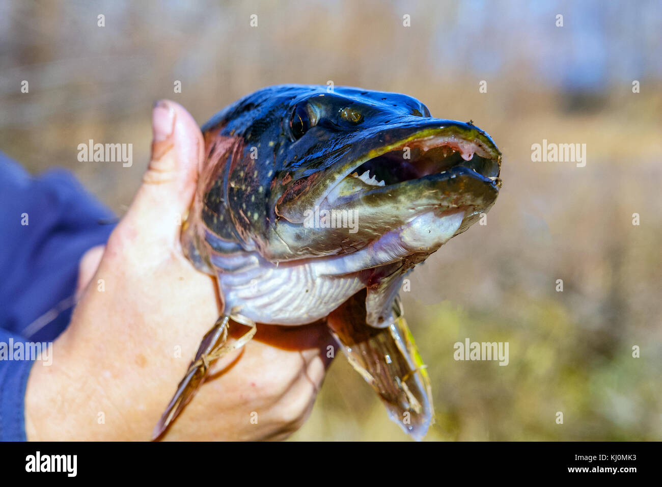 Head of the pike closeup Stock Photo - Alamy