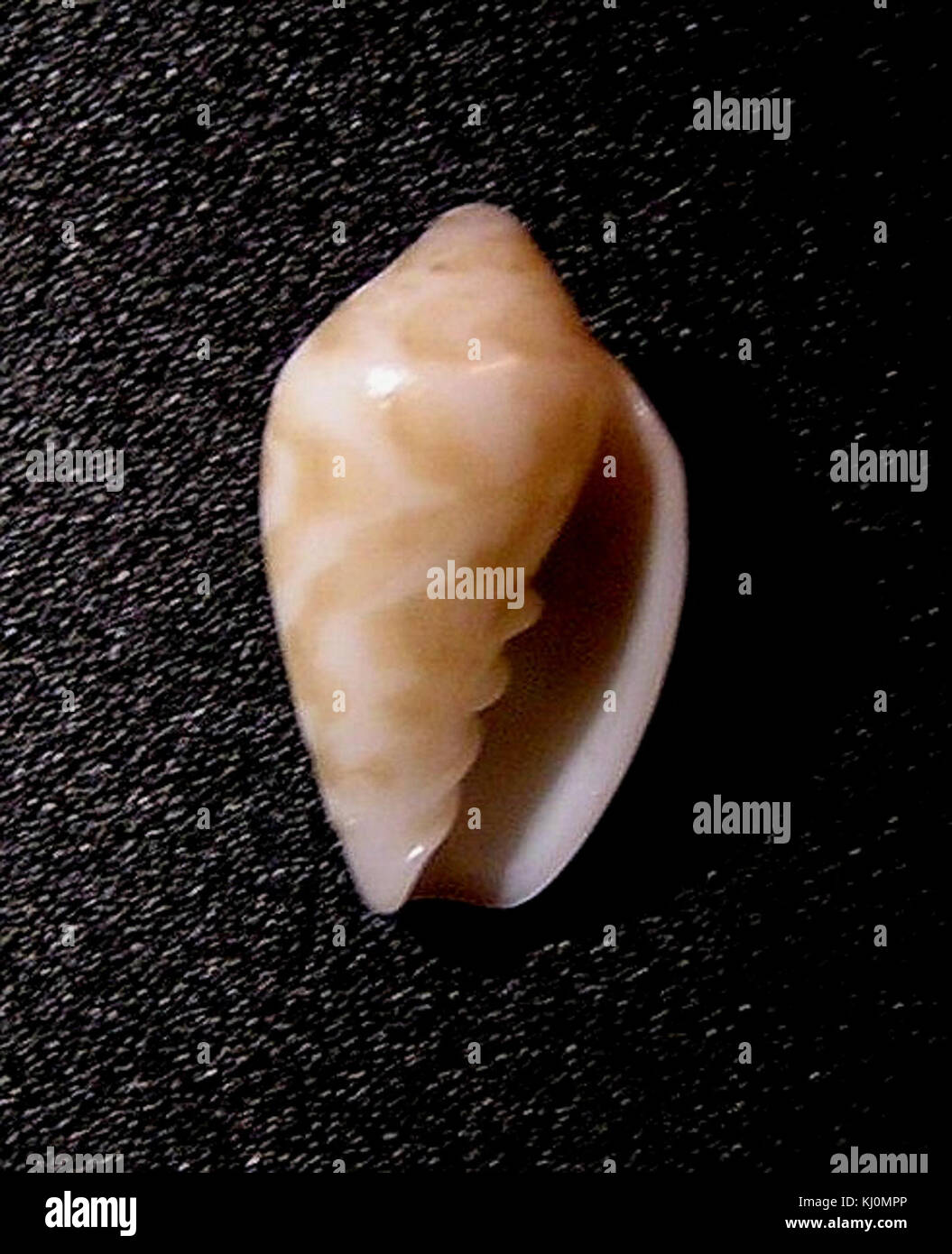 Marginella species hi-res stock photography and images - Alamy