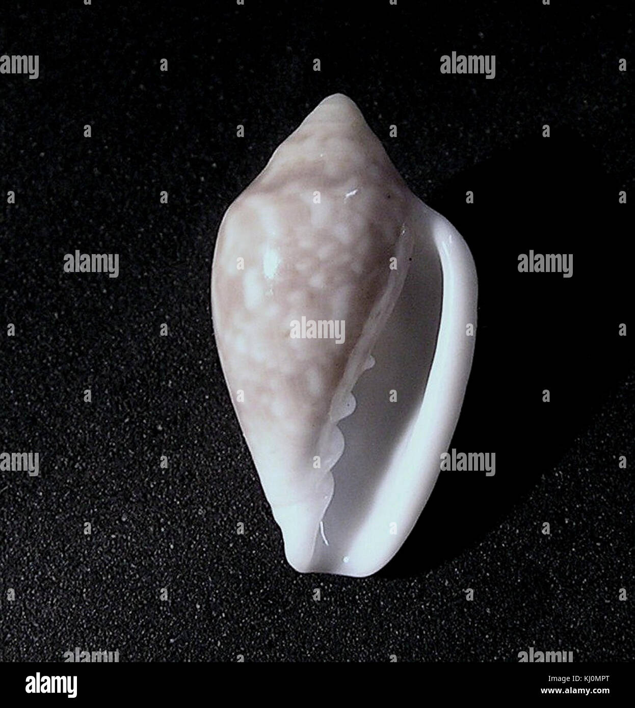 Marginella fishhoenkensis is a species of marine mollusk, recognized ...