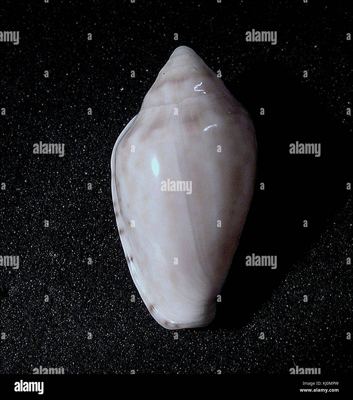 Marginella fishhoenkensis 002 Stock Photo - Alamy