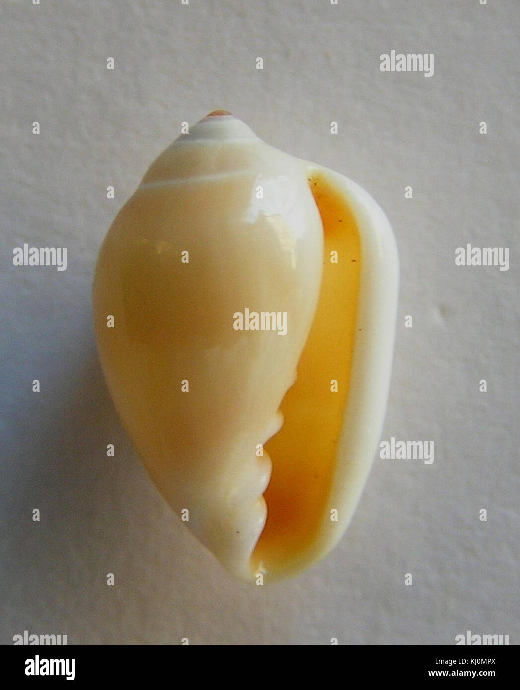 Prunum monile 001 Stock Photo - Alamy