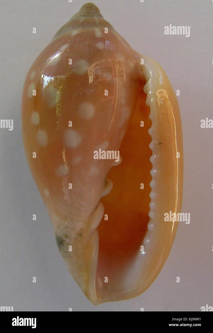 Marginella hi-res stock photography and images - Alamy
