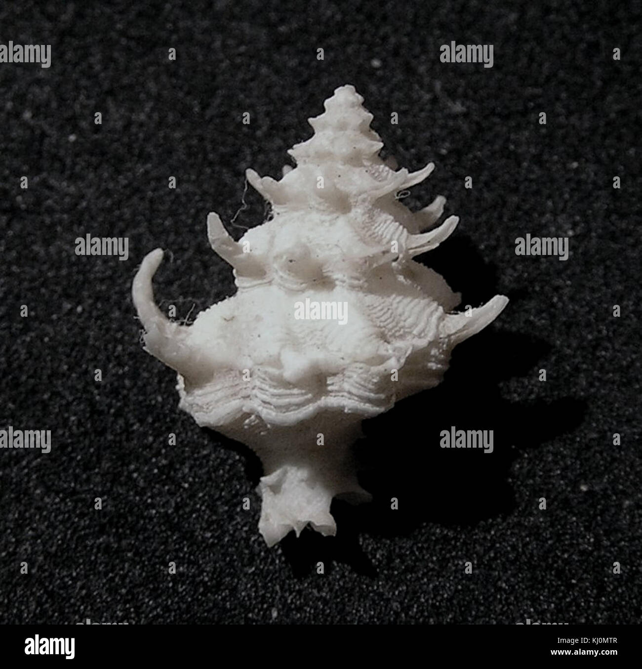 Babelomurex couturieri, a species of predatory sea snail, is known for ...