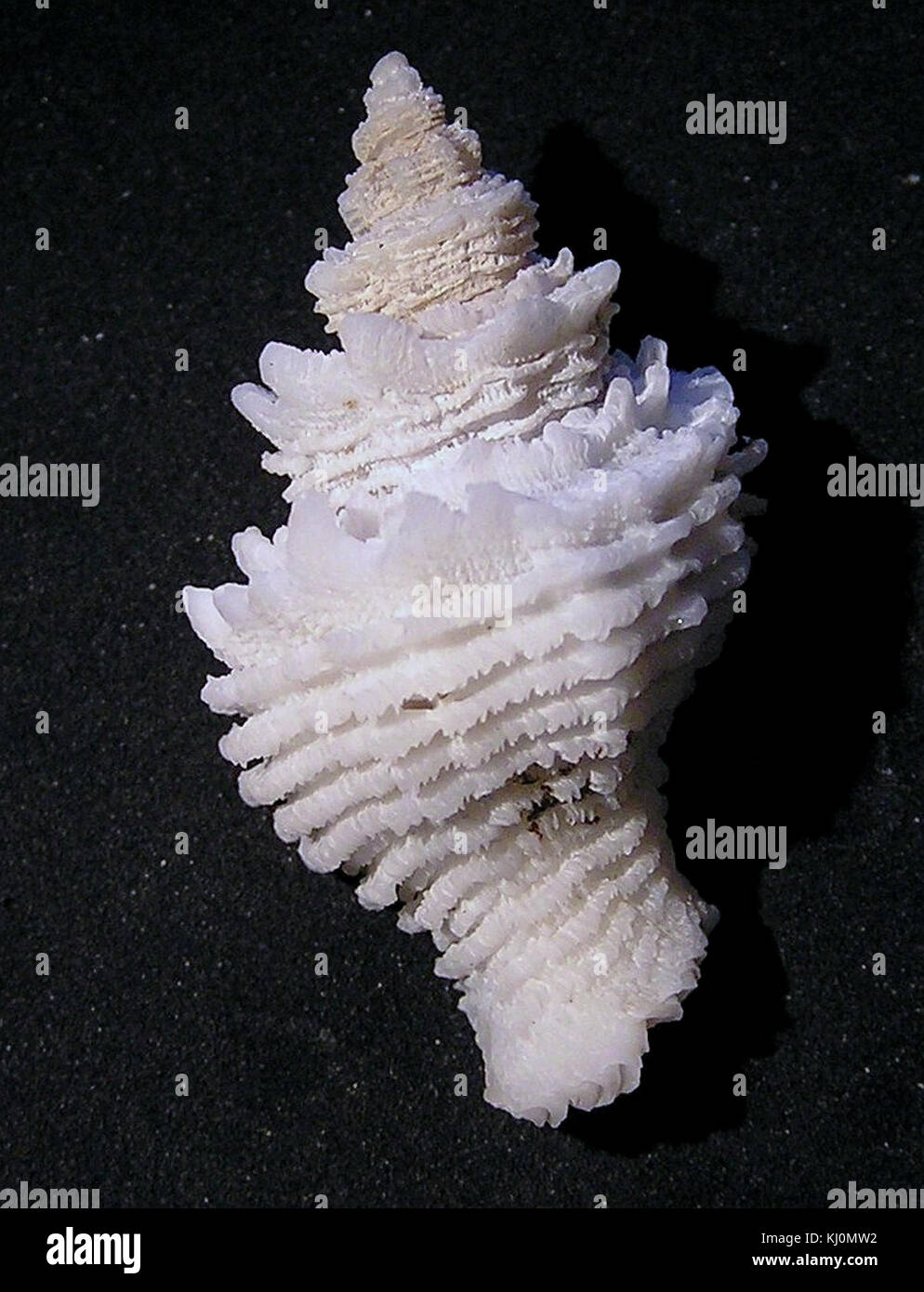 Babelomurex japonicus hi-res stock photography and images - Alamy