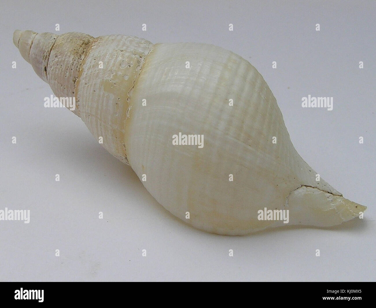 Colus islandicus 002 Stock Photo - Alamy