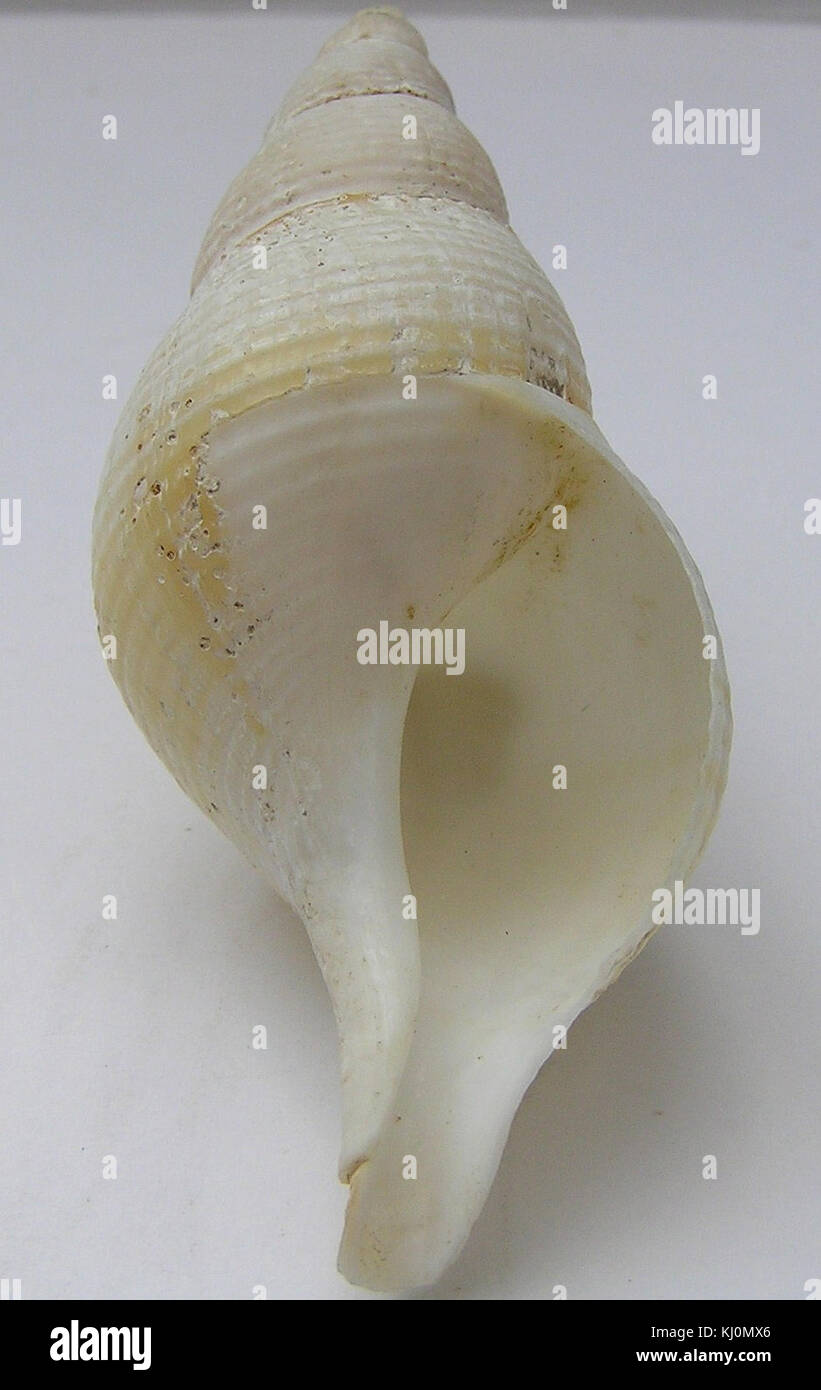 Colus islandicus hi-res stock photography and images - Alamy