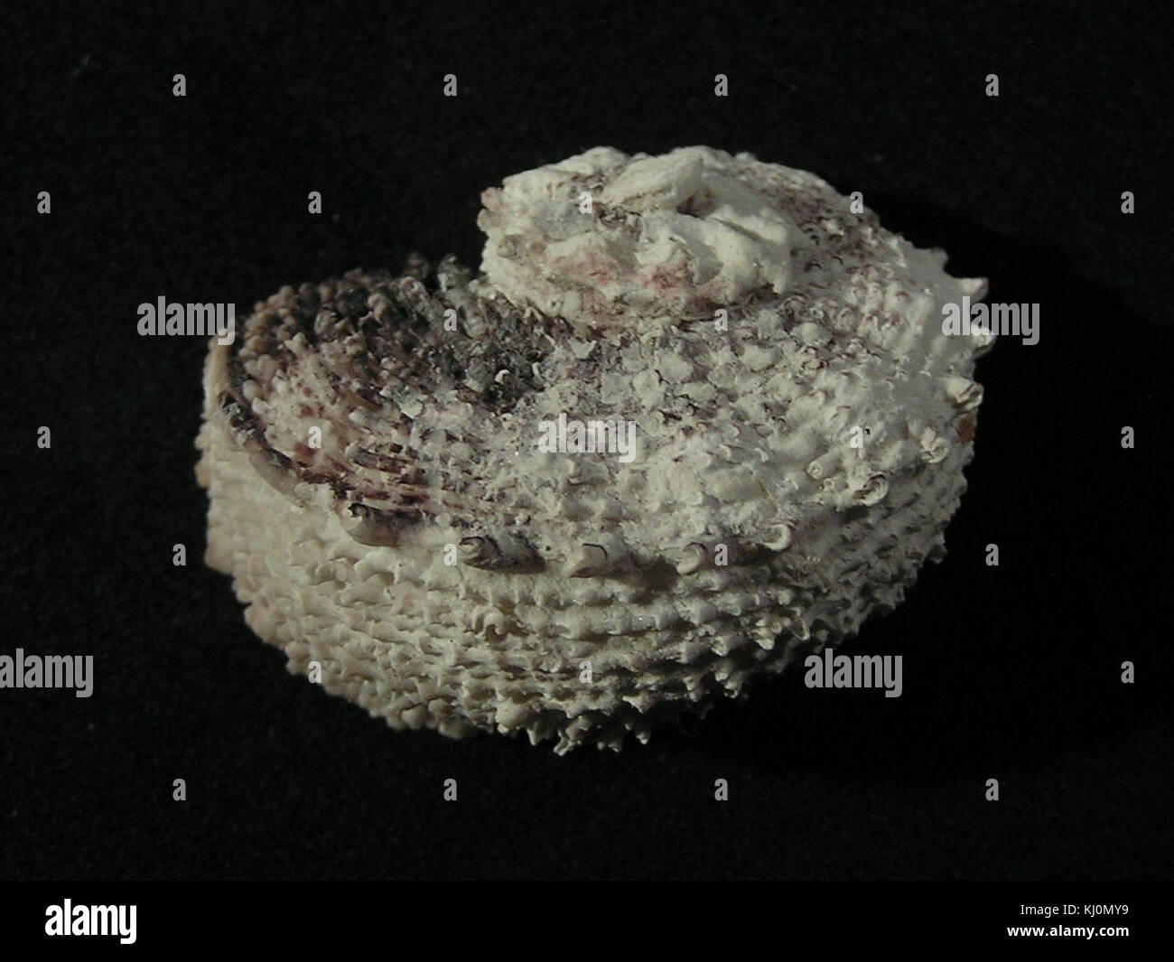 Angaria tyria 001 Stock Photo - Alamy