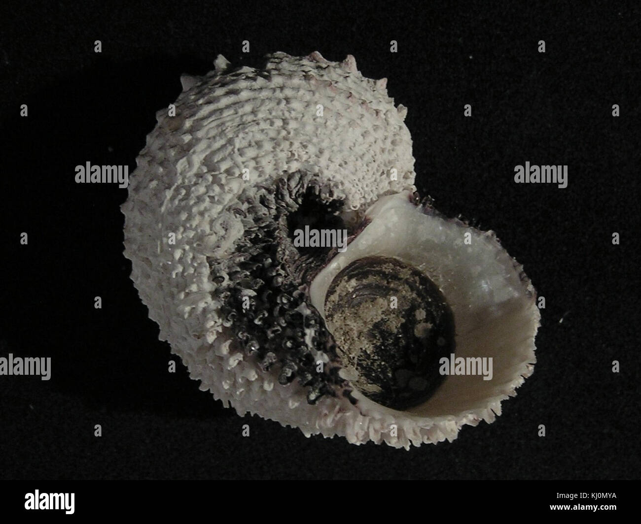 Angaria tyria 002 Stock Photo - Alamy