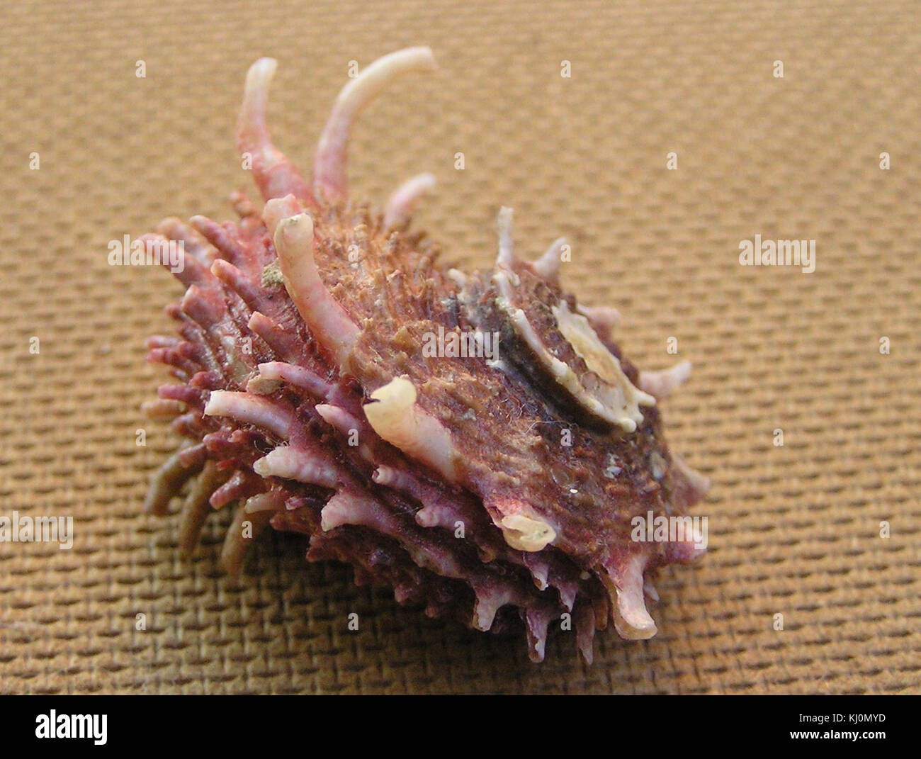 Angaria poppei 001 Stock Photo - Alamy