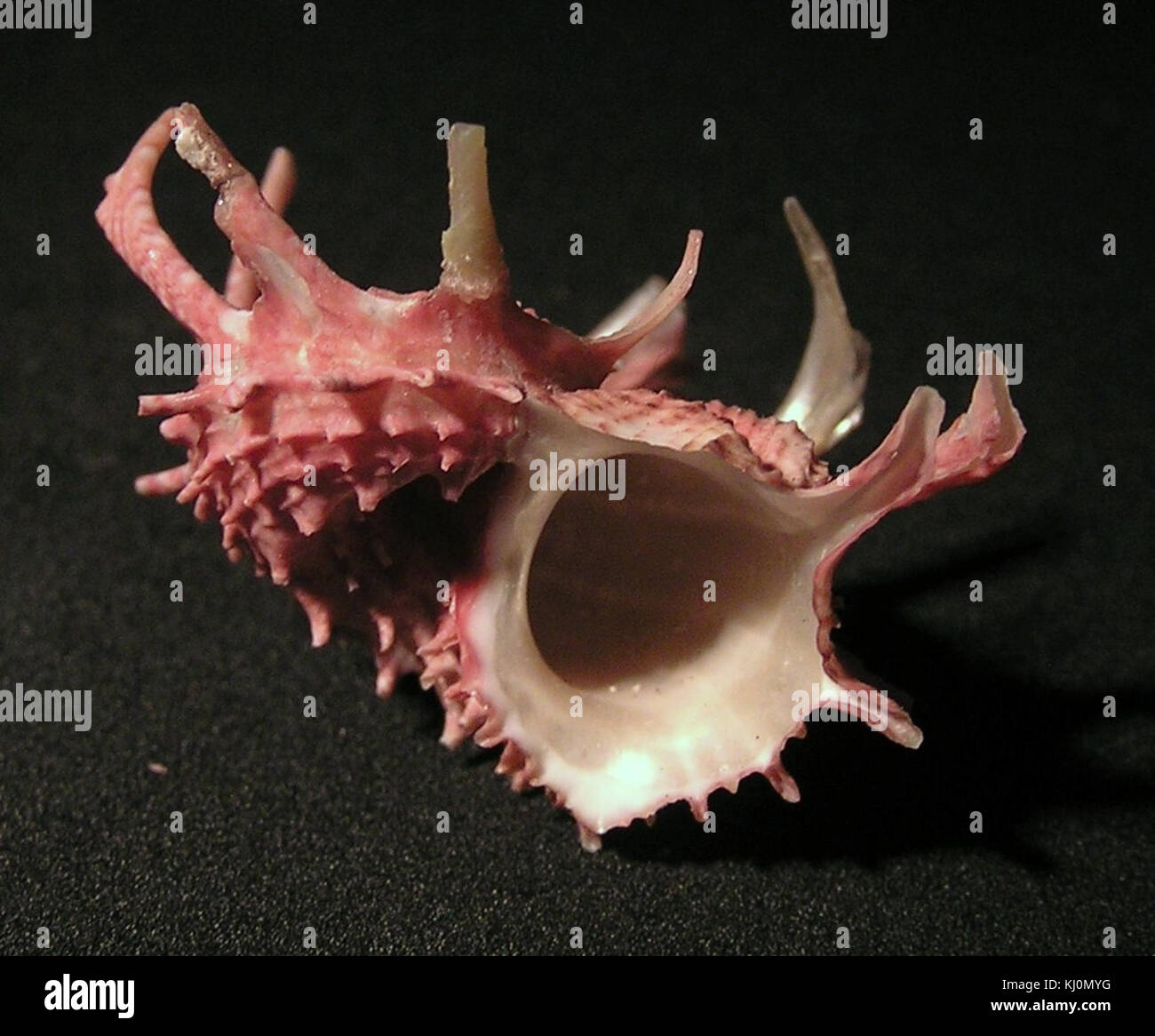 Angaria sphaerula hi-res stock photography and images - Alamy