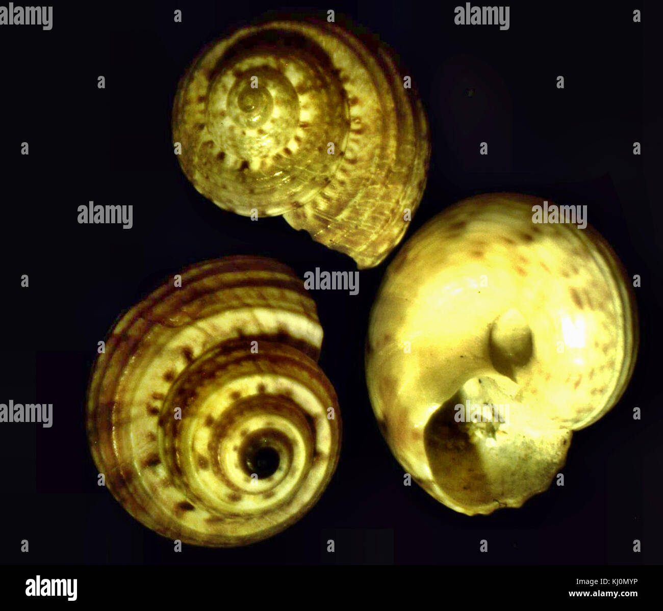 Pseudominolia articulata 001 Stock Photo - Alamy