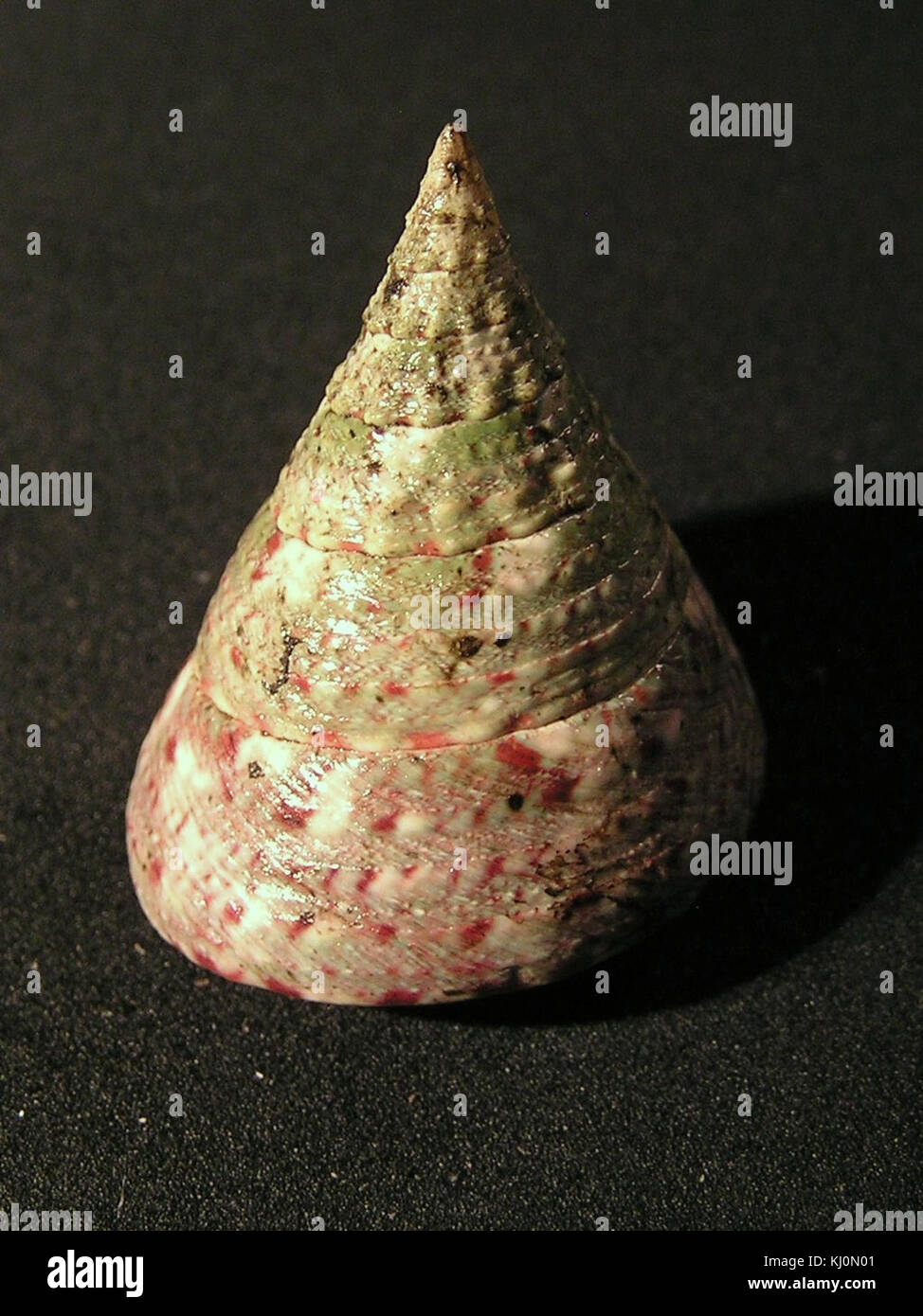 Tectus elatus 001 Stock Photo - Alamy