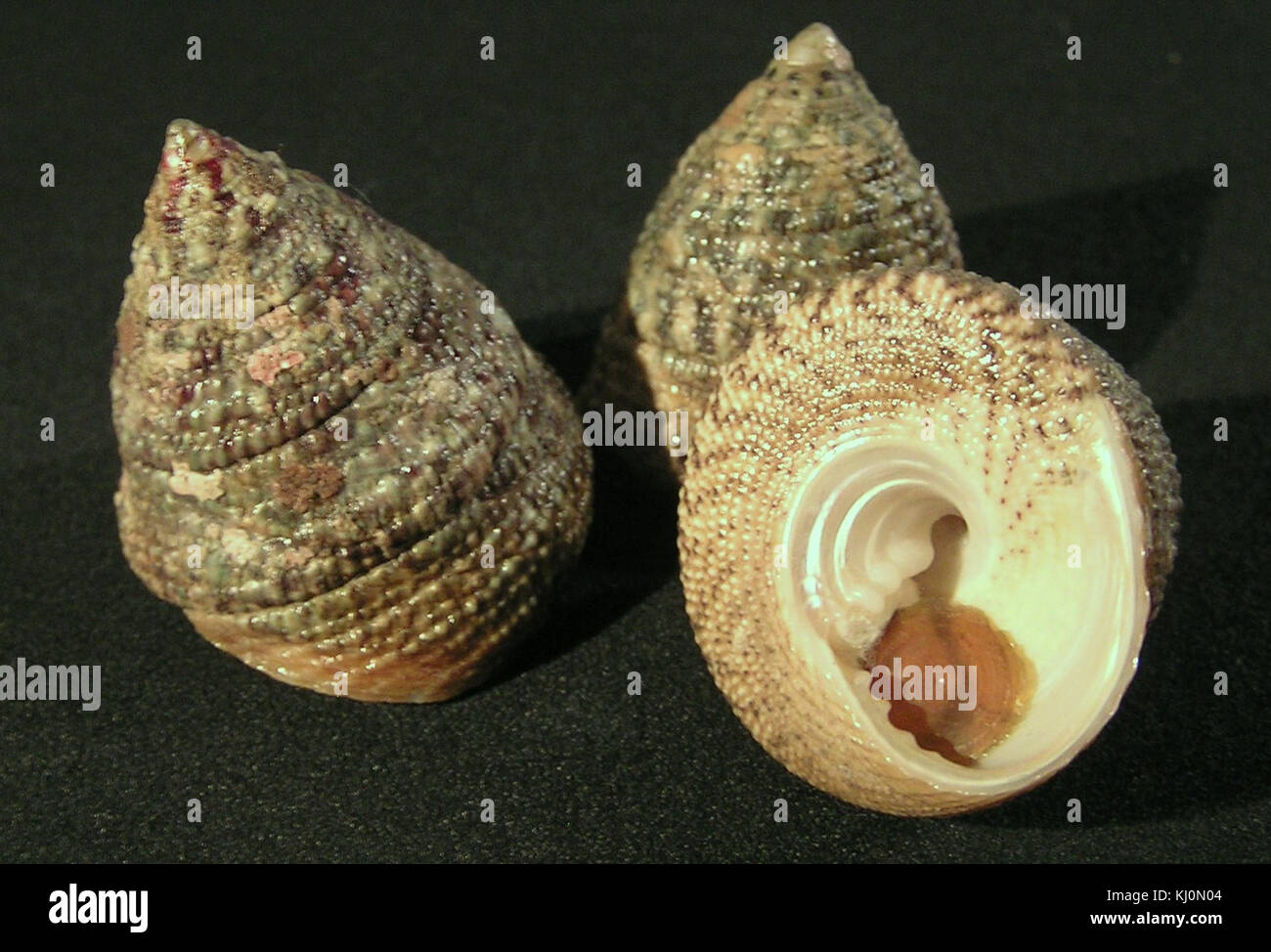 Tectus virgatus 001 Stock Photo - Alamy