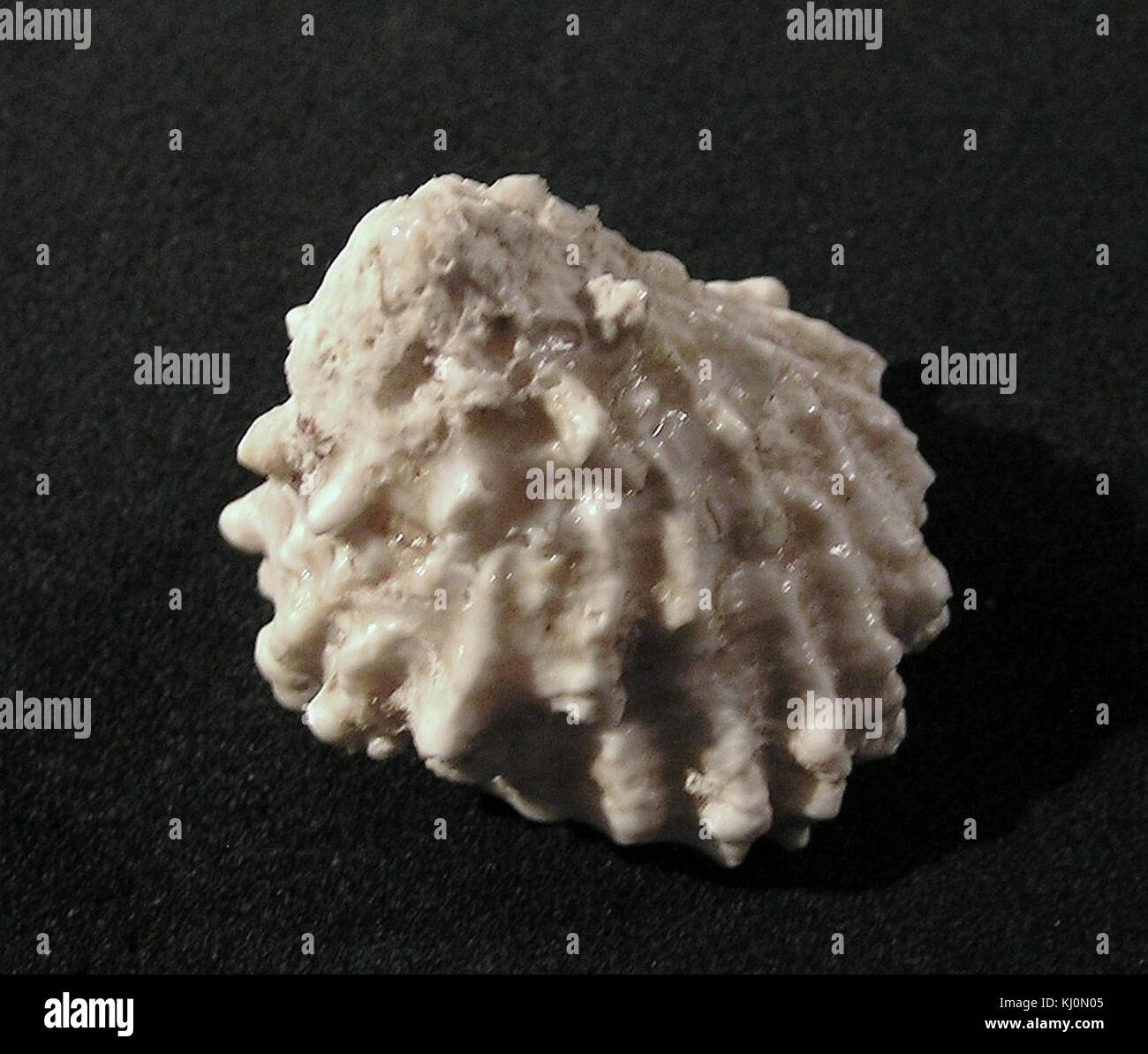 Astralium haematragum hi-res stock photography and images - Alamy
