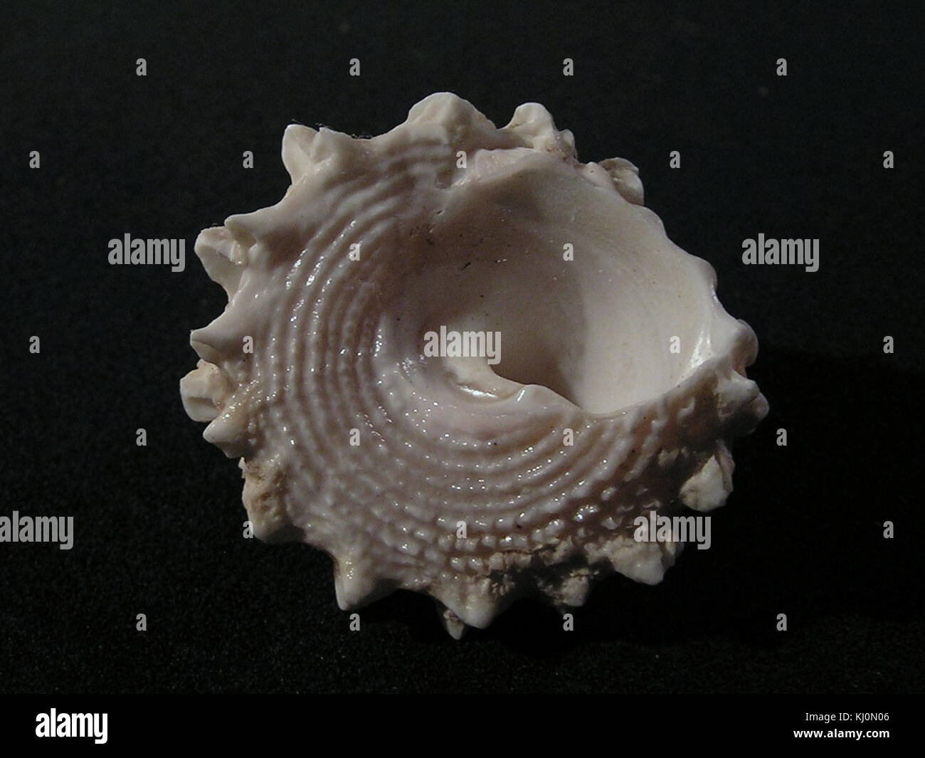 A scientific image or study focusing on the species Astralium ...