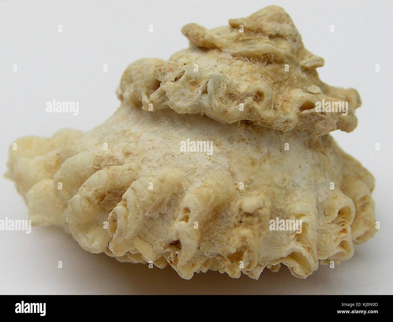 Astralium hi-res stock photography and images - Alamy