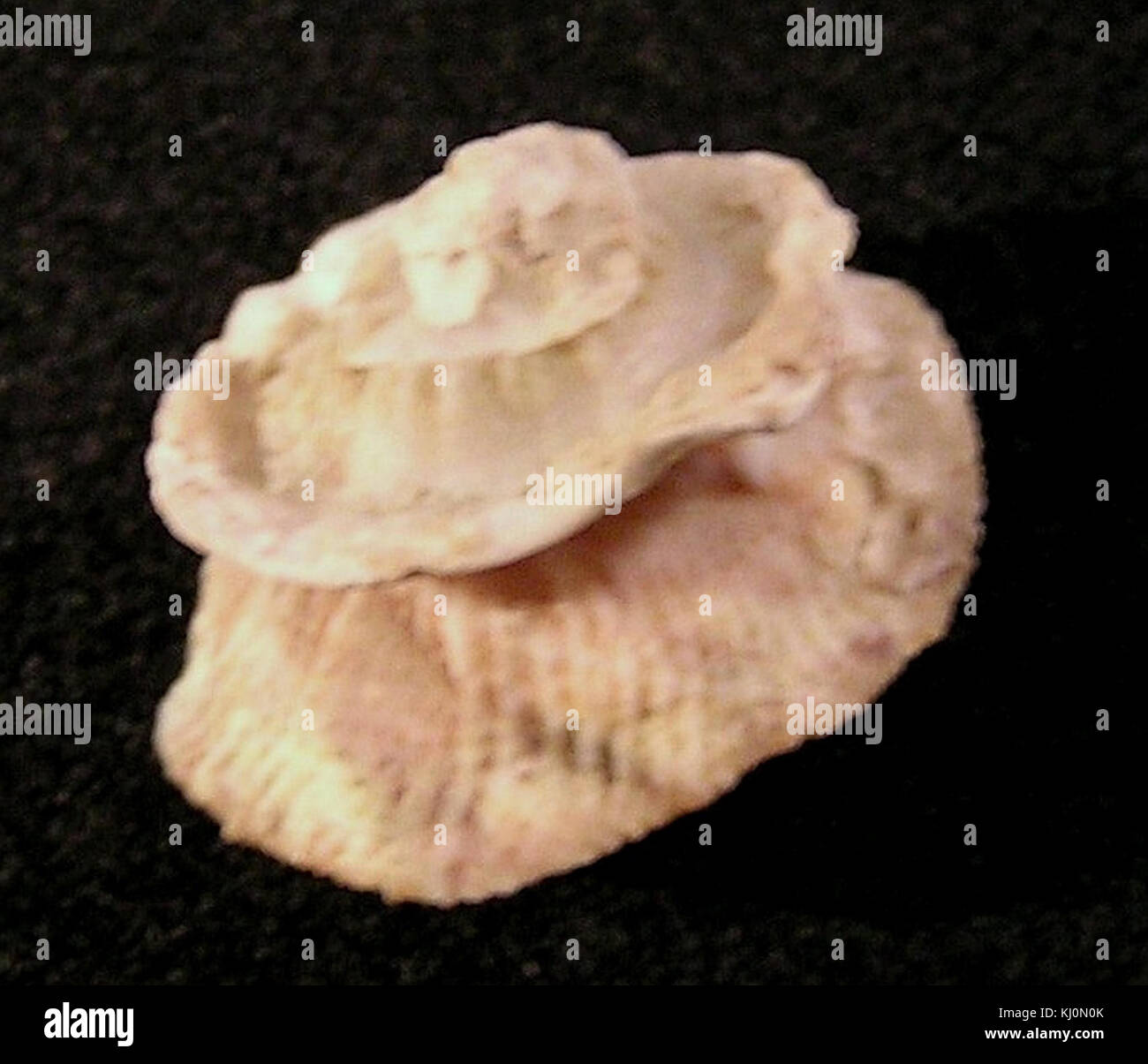 Astralium saturnum 002 Stock Photo - Alamy