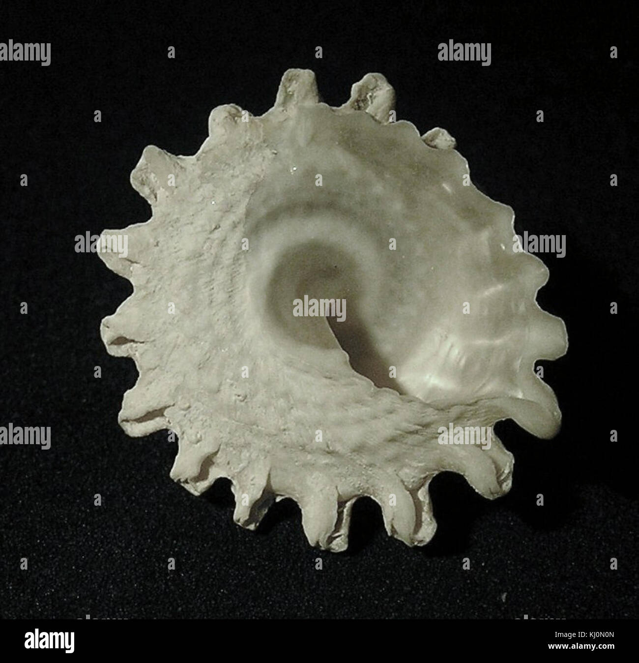 Tectum hi-res stock photography and images - Alamy