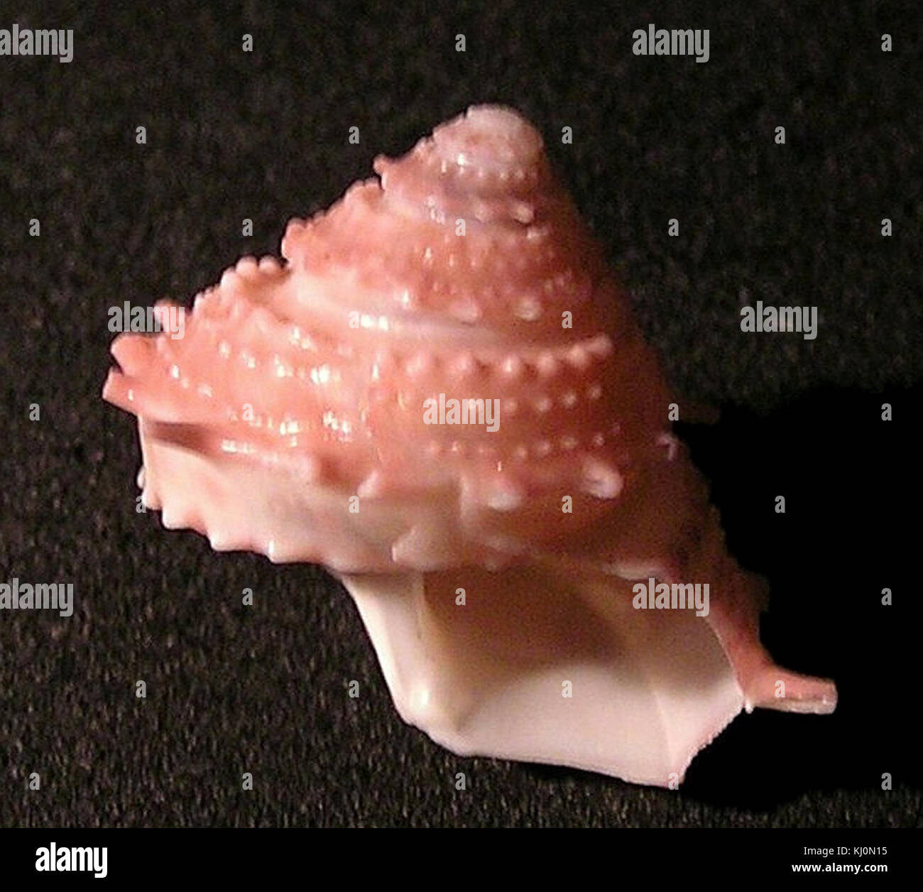 Bolma bartschi 001 Stock Photo - Alamy