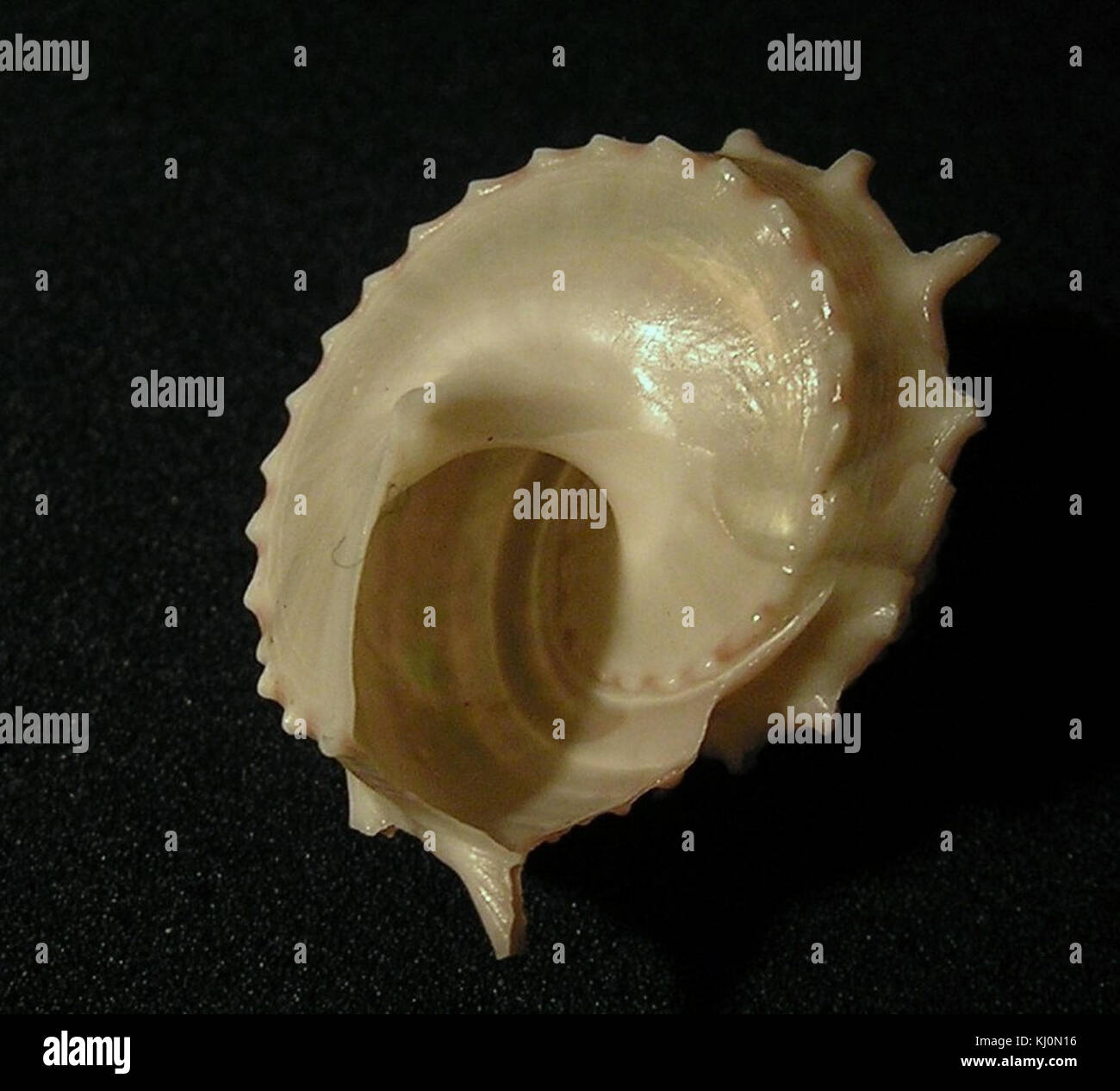 Bolma bartschi 002 Stock Photo - Alamy