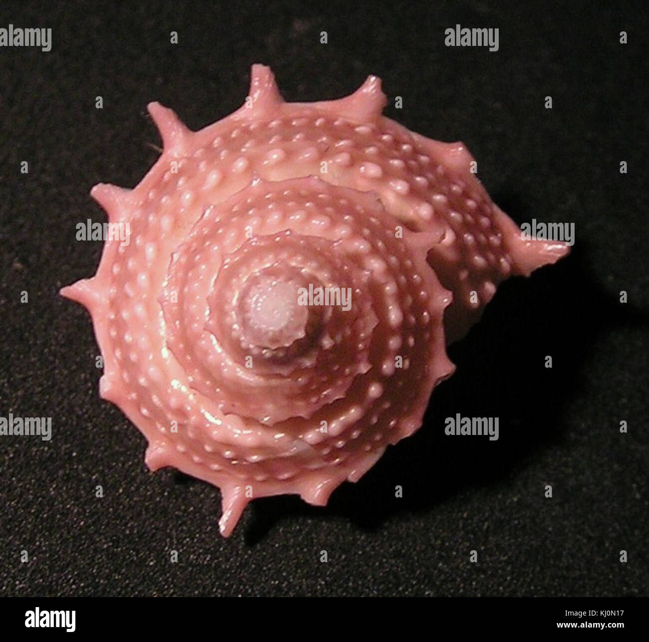 Bartschi hi-res stock photography and images - Alamy