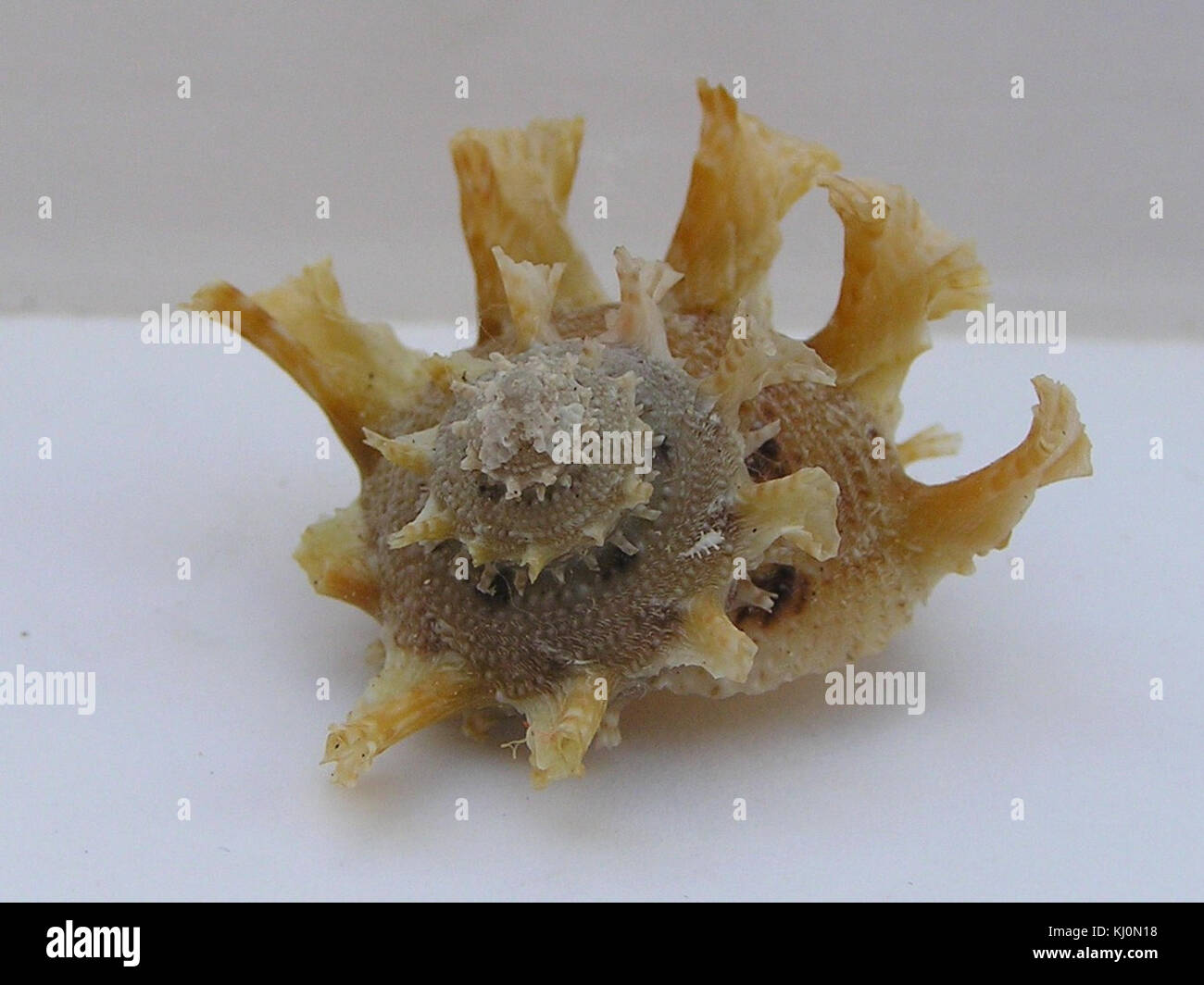 Bolma girgyllus 001 Stock Photo - Alamy