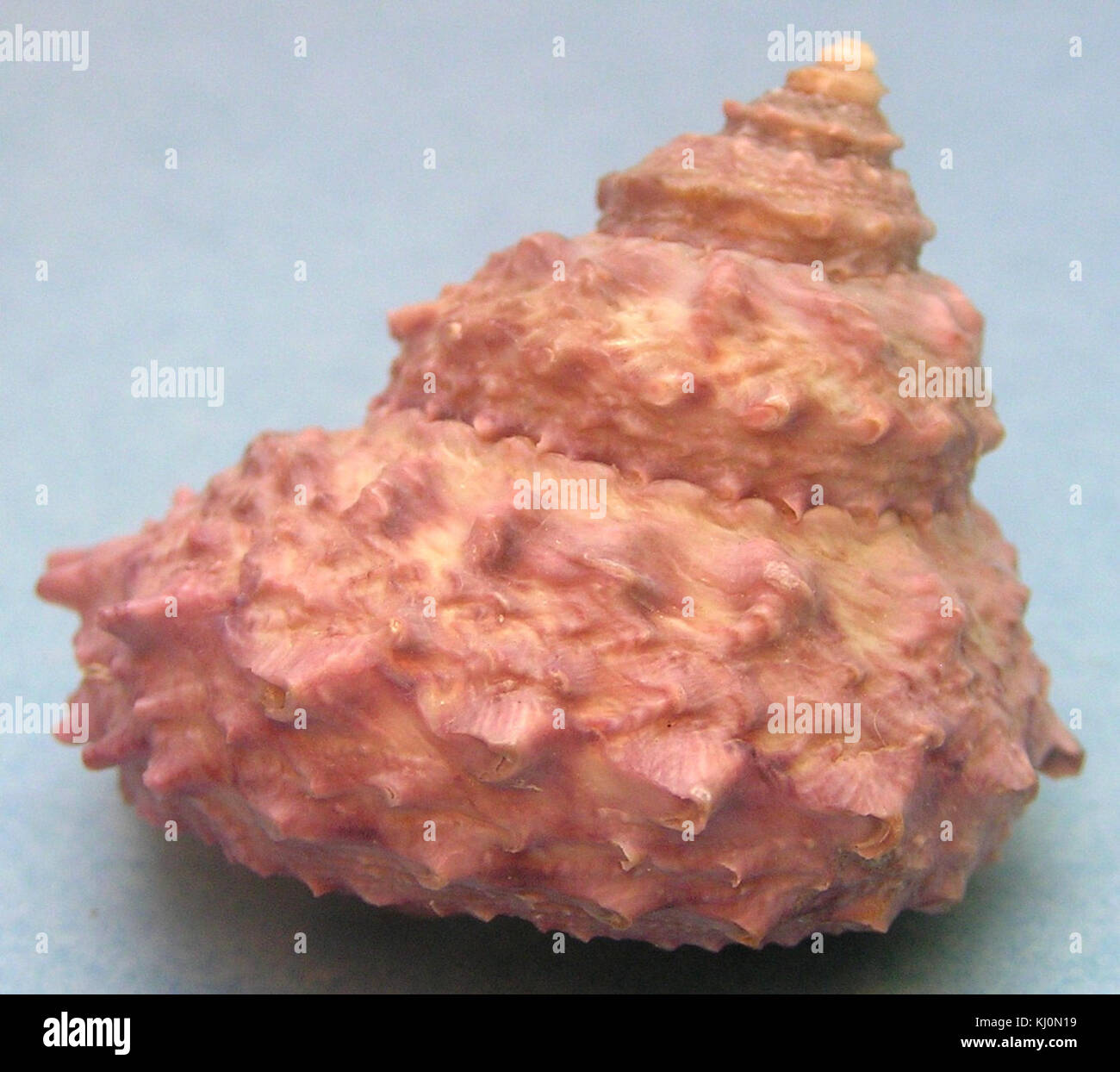 Bolma modesta 001 Stock Photo - Alamy