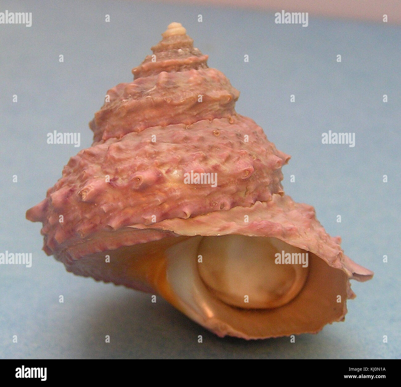 Bolma modesta 002 Stock Photo - Alamy