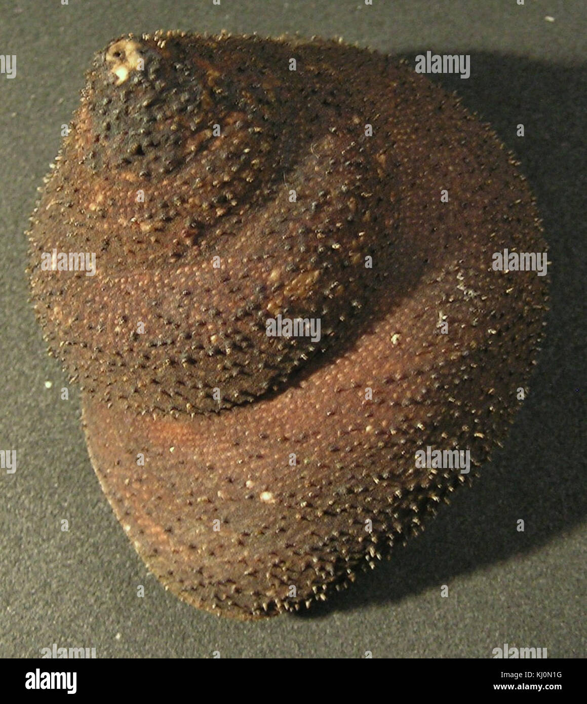 Bolma tayloriana 002 Stock Photo - Alamy