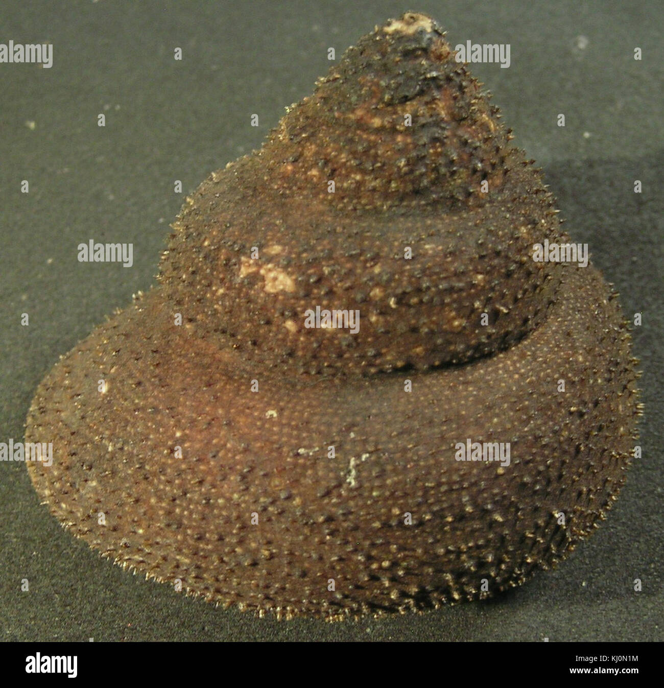 Bolma tayloriana 003 Stock Photo - Alamy