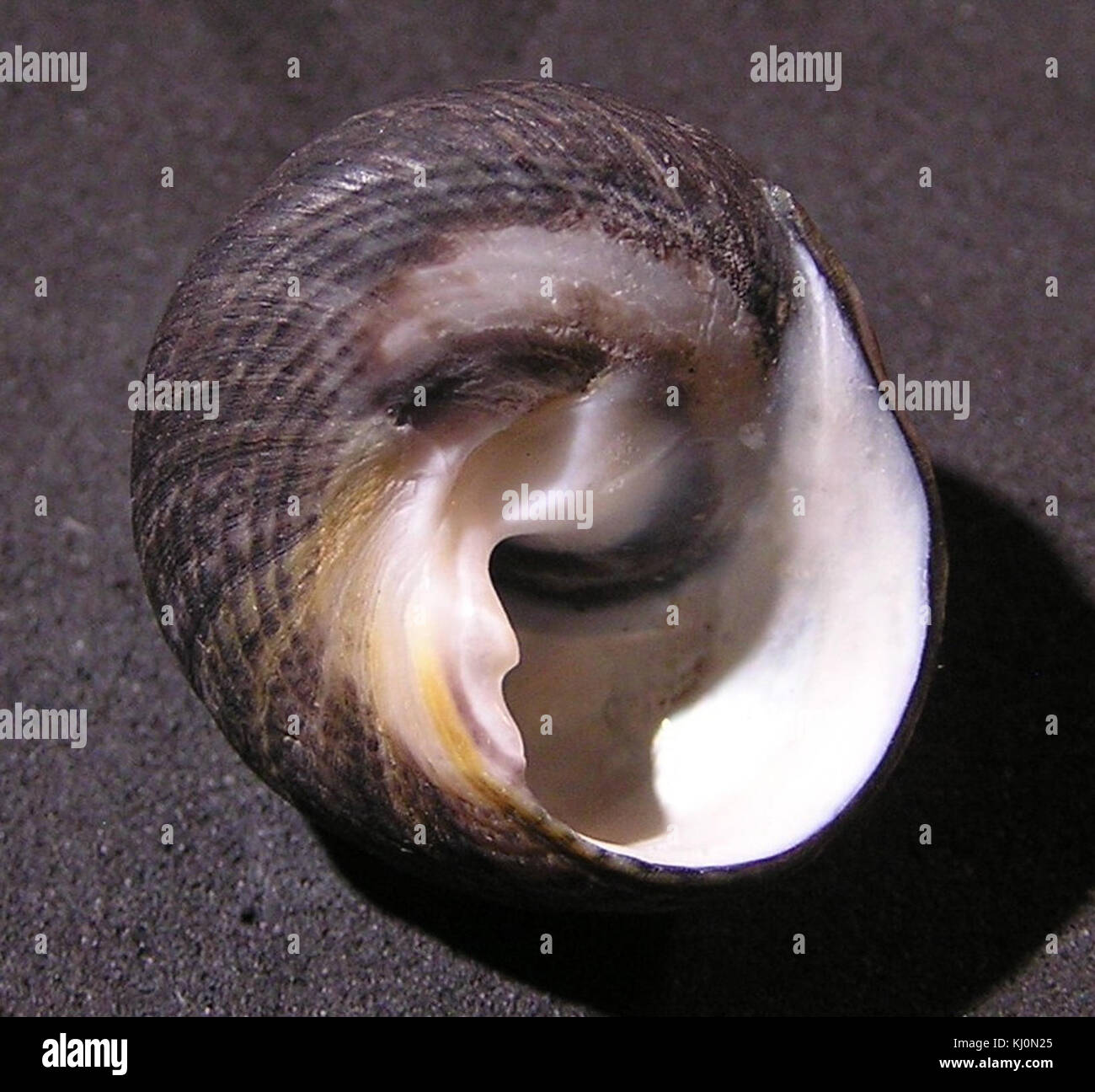 Tegula gallina 002 Stock Photo - Alamy